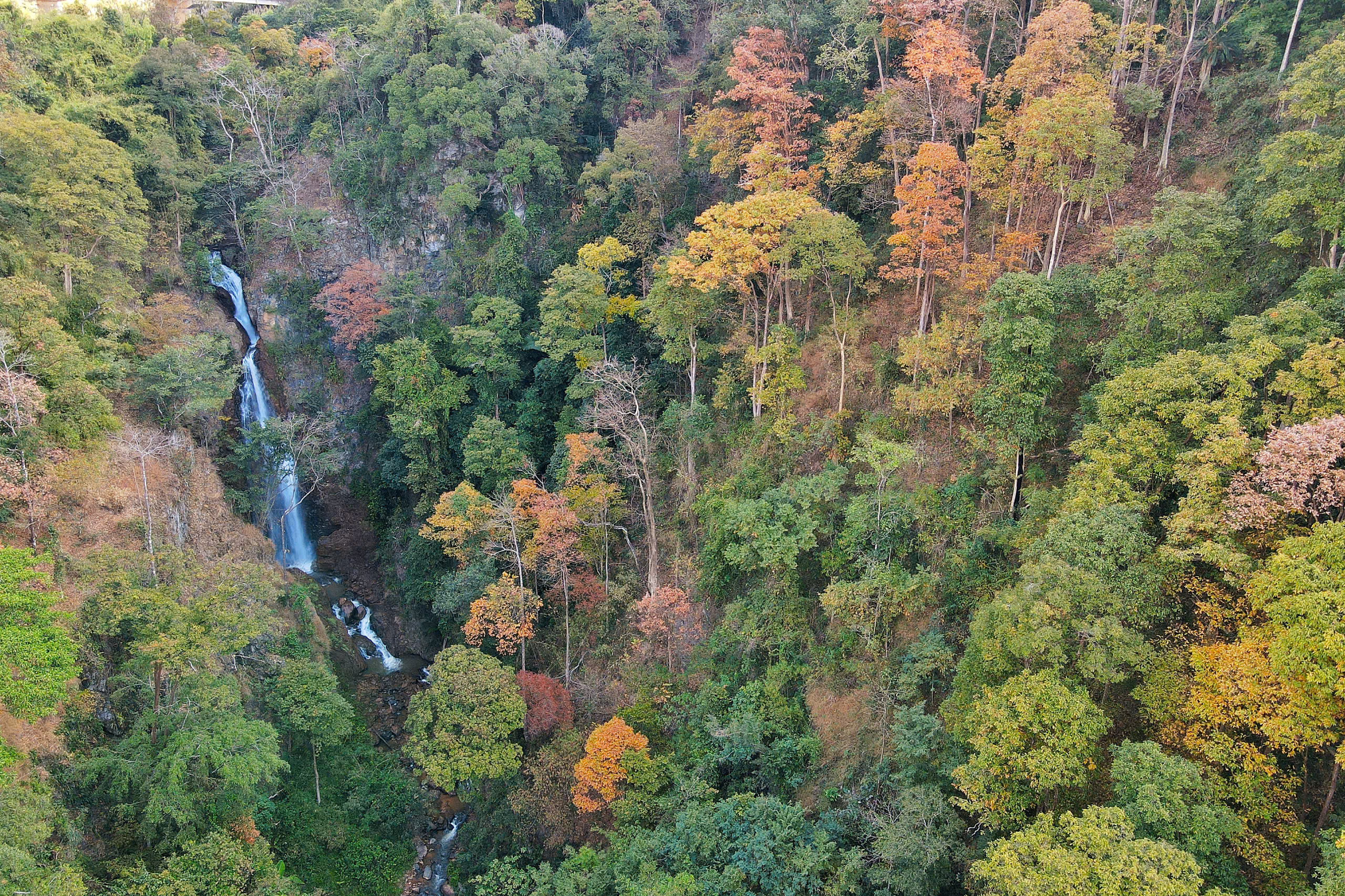 Seasonal leaf change turns Mang Den Pass forest in central Vietnam into ...