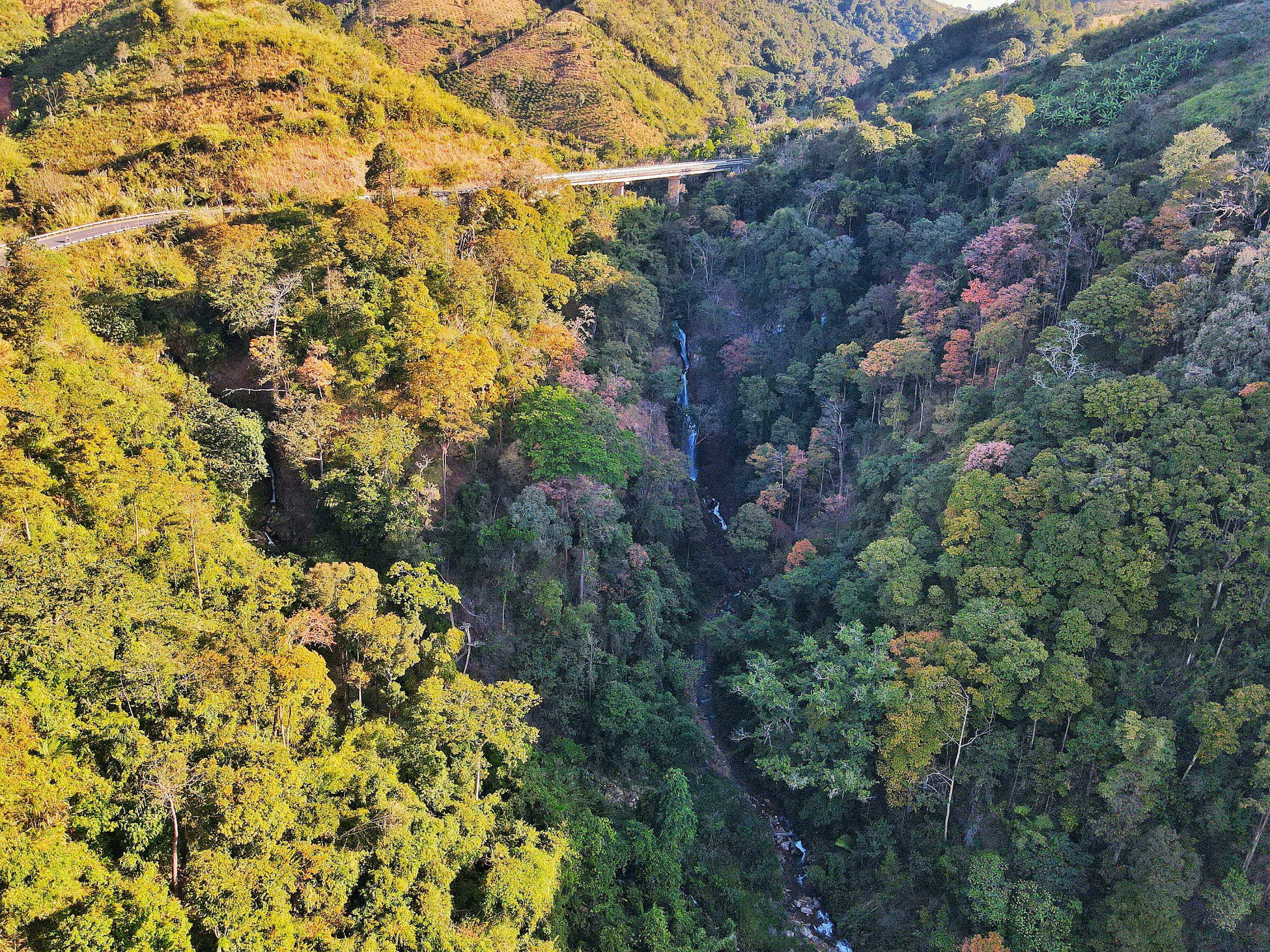 Seasonal leaf change turns Mang Den Pass forest in central Vietnam into ...
